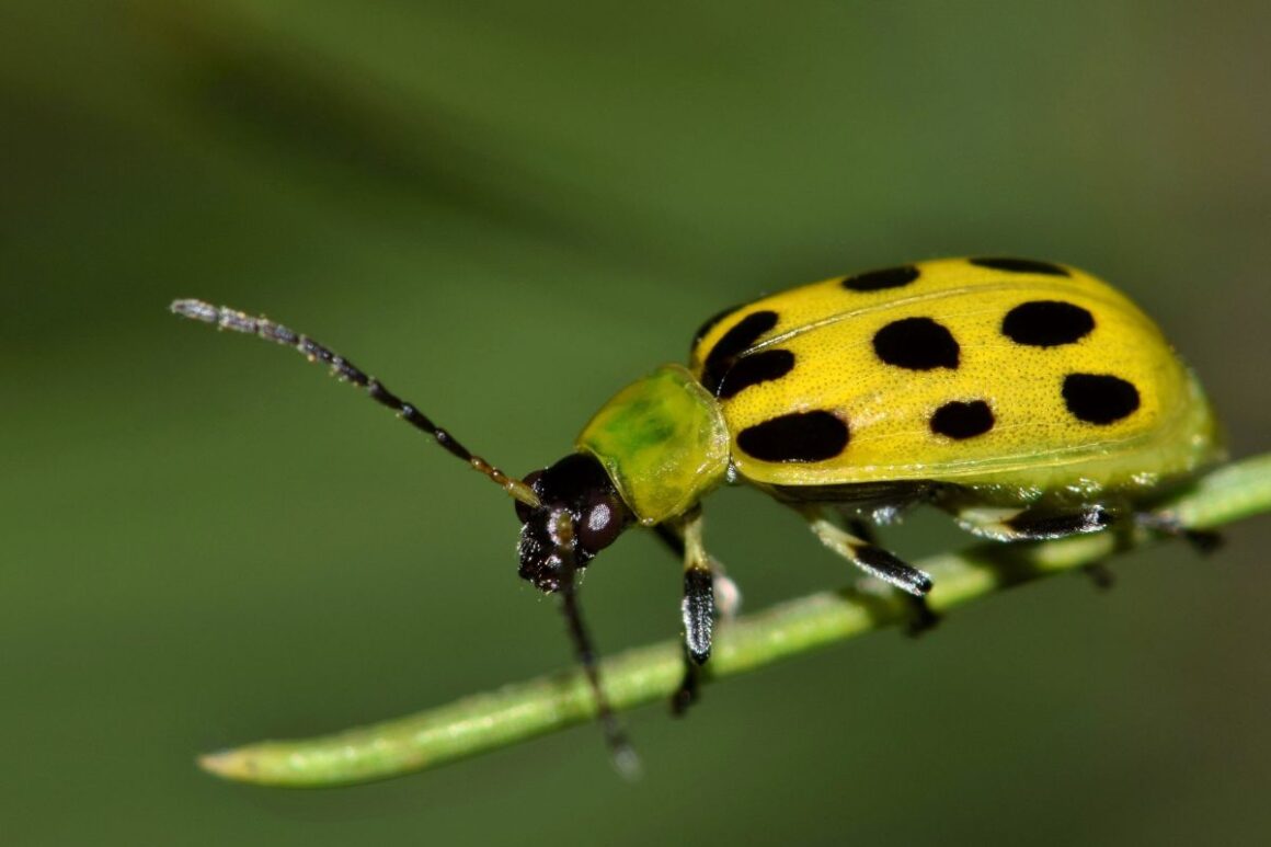 A Comprehensive Guide to Identifying and Treating Common Pumpkin Pests ...