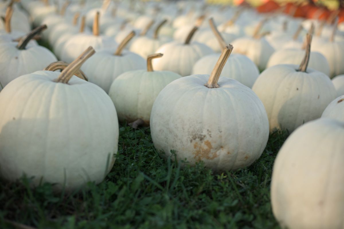 White Pumpkins: A Guide to This Unique and Versatile Variety ...