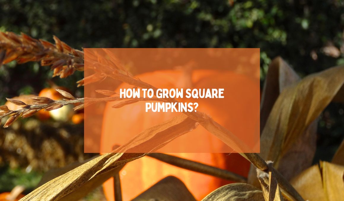 How To Grow Square Pumpkins? - Happiness Pumpkin