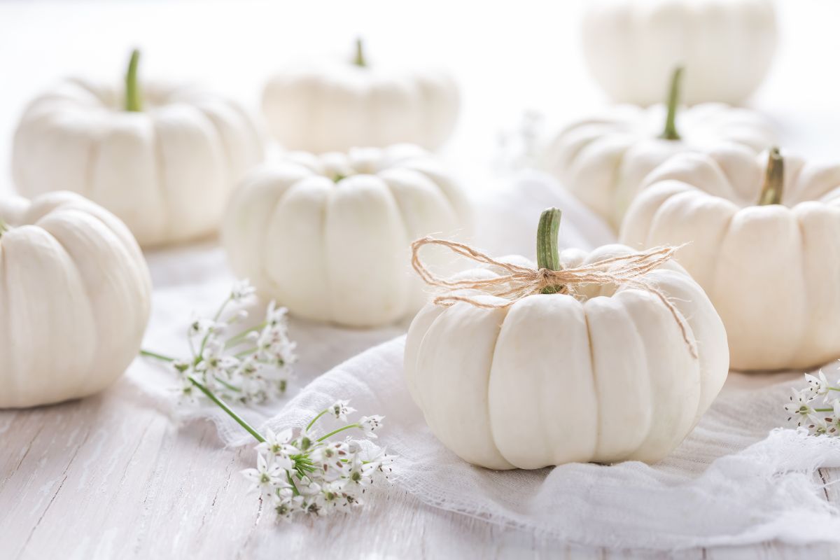 White Pumpkins: A Guide to This Unique and Versatile Variety ...