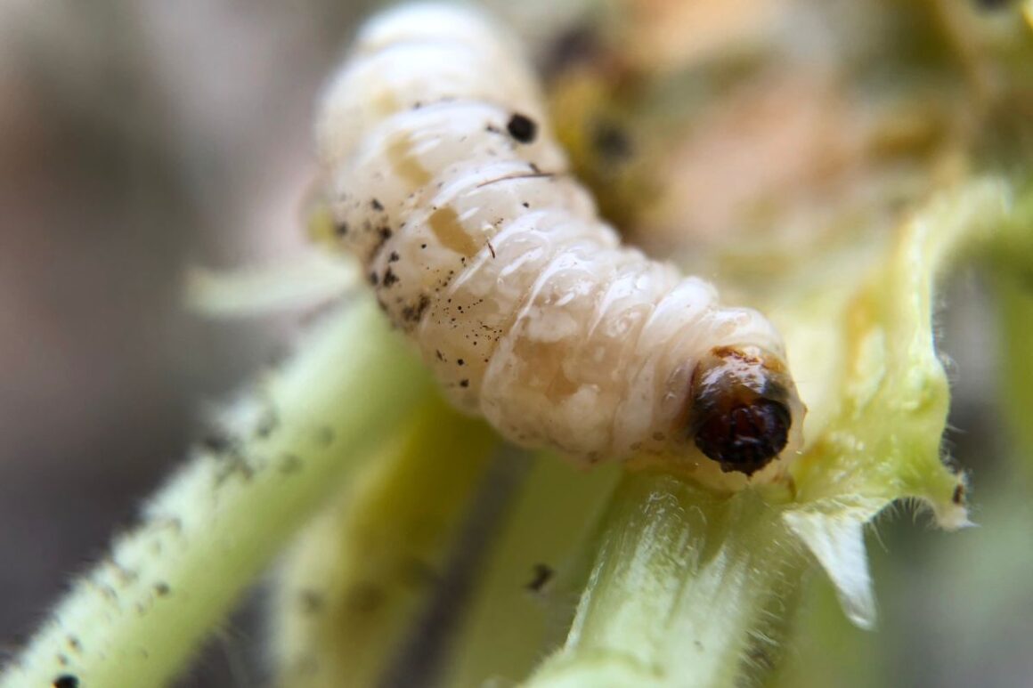 A Comprehensive Guide to Identifying and Treating Common Pumpkin Pests ...
