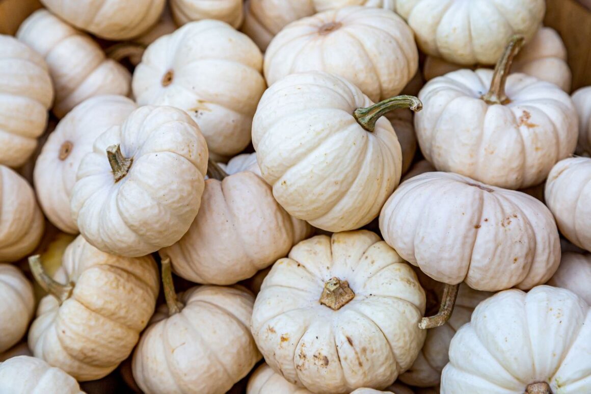 White Pumpkins: A Guide to This Unique and Versatile Variety ...