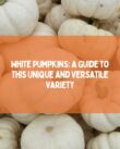 How To Grow Square Pumpkins? - Happiness Pumpkin
