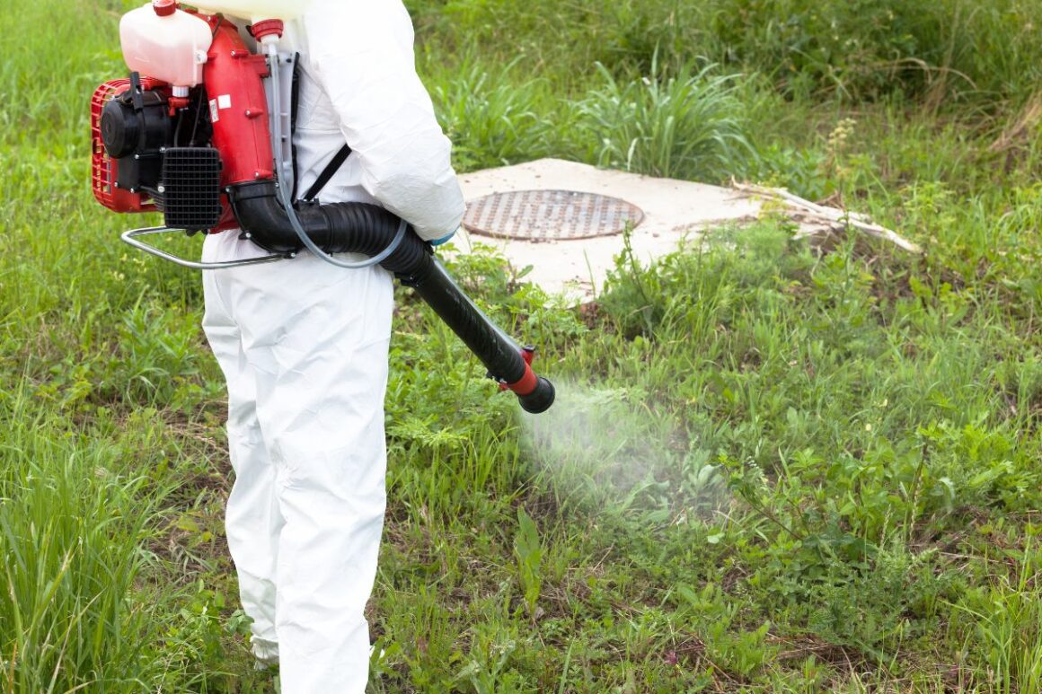 A Comprehensive Guide to Identifying and Treating Common Pumpkin Pests ...