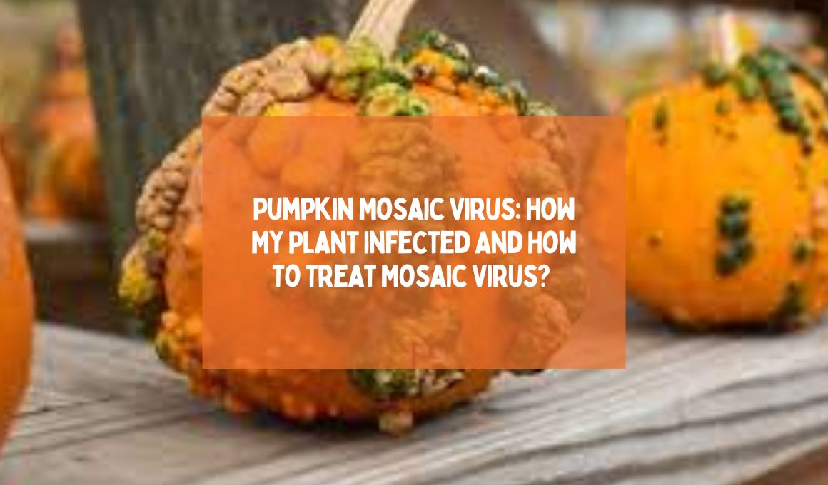Pumpkin Mosaic Virus: How My Plant Infected And How To Treat Mosaic ...